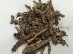 Buy THOGAI Kadugu Rohini for Herbal Uses (250 g) Online at Best Prices ...