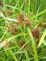 Buy Plantzoin Coco grass Motha Cyperus rotundus Mutha Live Plant Online ...