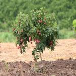 Buy The Entacloo Litchi Plant_litchi plant gbuas pai(y291 Online at Best Prices in India - JioMart.