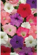 Buy XOLDA Exotic petunia Seed (44 per packet) Online at Best Prices in India - JioMart.