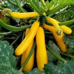Buy Kechuaa Squash/Zucchini Yellow F1 Hybrid Vegetbales Seeds For Home ...