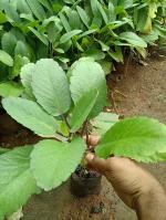 Buy Baishnab Bryophyllum Pinnatum/Patharchatta PlantPathar Kuchi ...