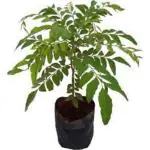 Buy Live Curry Leaves (Kadi Patta) plant Online at Best Prices in India ...