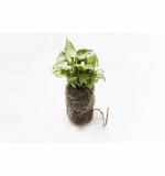Buy Bio Blooms Agro Coir Seedling Coins Cocopeat Disc Plant Starter ...