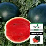 Buy Tamransh Dharma Water Melon, Tarbuj, Tormuj Seed, 150 Seeds Online ...