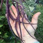 Buy SENECIO Radish Pod Black Purple Mogri - Hybrid Moongre Easy to Grow ...