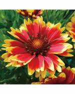 Buy Green World Fragrant Gaillardia Aristata 50 Seeds Online at Best ...