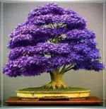 Buy Oxygreenplant Neeli gulmohur, Jakranda,Blue Jacaranda, Nupur ...