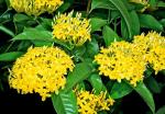 Buy Online Plant Bazar Pink Ixora Dwarf Yellow Rangan Flower Live Plant ...
