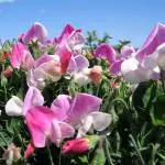 Buy Flora Seeds Premium Sweet Pea Hybrid Seeds | Sweet Pea Mixed Color ...