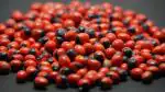 Buy THOGAI'S - " RED & BLACK KUNDUMANI" - RED GAUNGCHI TREE SEEDS ...