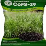 Buy Iagrifarm CoFs 29 Fodder Sorghum Seed - 250 gram - MultiCut for ...