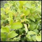 Buy Krishta Nursery Air Purifying Christmas Tree Araucaria Heterophylla ...