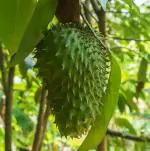Buy CooPany Plants Rare Exotic Mullatha Fruit Plant/Annona Muricata ...