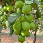 Buy Earth Angels Ber Apple Plant (Hybrid, Pack of 1) Online at Best ...