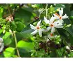 Buy PYANABI GARDEN Parijat Flower tree /Seuli Flower Plant harsingar ka ...