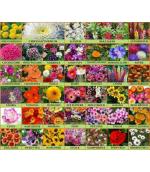 Buy Flare Seeds 40 Varities Vegetable with Home Garden Seeds 20 Per ...