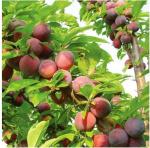 Buy Baishnab Aloo Bukhara/Plum PlantAlubukra PlantPlum Aloo Bukhara ...