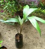 Buy Zomoloco Salak PlantOcrid Palm planteco worlds Salak Plant Online ...