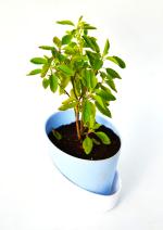 Buy India gardening Real Ayurvedic Rama Tulsi Plant Green Tulsi Live ...