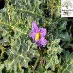 Buy Kapebonavista Kateli Oonth Kateli Kantakari Kandankathiri Bheji ...