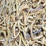 Buy Xetomos Nakhoona Trifolium Indicum Nakhuna 100gm Nakhoona, Nakhuna ...