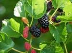 Buy Fulmala Nursery Grafted And Hybrid Mulberry Plant Easy To Grow ...