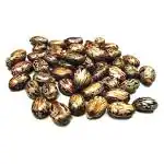 Buy Xetomos Arandi Castor Seed Ricinus Communis Aamudamu Erandela ...