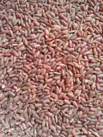 Buy Uzhavan Unavu - Organic Traditional Karunkuruvai Rice Common Name ...