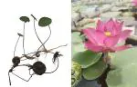 Buy Earth Angels Lotus PlantPadma PlantLotus Live plant Online at Best ...