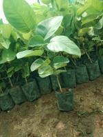 Buy Baishnab Red Sandalwood PlantChandan PlantRed Chandan Plant (00001 ...