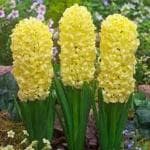Buy Audbhidhi Bulbs Yellow Color Combo for Winter Season Online at Best ...