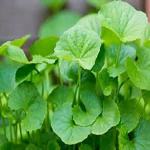 Buy Ashokavanam Indian Pennyworth (Centella asiatica) Medicinal Herb ...