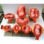 Buy BNR EXPORTS Human Embryo Fetus Development Stage Anatomical Model 8 Parts Seprated Base For ...