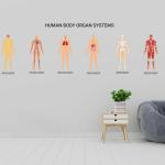 Buy Wallzone Multicolor Pvc, Vinyl Human Organ Human Body Organ Systems ...