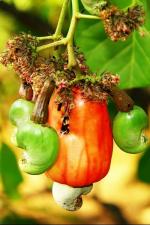 Buy CooPany Kollam Pazham Tree Healthy Live Plant with Safe and Secure ...