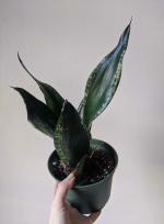 Buy Earth Angels Snake Plant (Hybrid, Pack of 1) Online at Best Prices ...