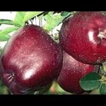 Buy Guru24Hours Live Himachal Apple/Seb Fruit Plant For Home Garden ...