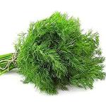 Buy Kechuaa Dil Se Soya Saag Seeds For Home Garden pack of 30 seeds ...