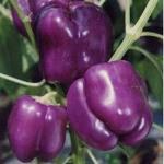 Buy Kechuaa Capsicum Purple Vegetables Seeds F1 Hybrid Vegetables Seeds ...