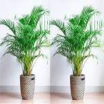 Buy Corofitam Areca Palm_palm plant hndg pai(x167 Online at Best Prices ...