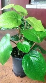 Buy Platone Betel Leaf PlantPan PlantBetel Leaf / Pan Live Plant. [CF01 ...