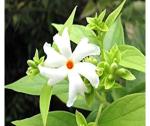 Buy PYANABI GARDEN Parijat Flower tree /Seuli Flower Plant harsingar ka ...