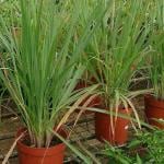 Buy Earth Angels Lemon Grass Plant (Hybrid, Pack of 2) Online at Best ...