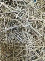 Buy Plantzoin Prostrate bindweed Shankh pushpi Convolvulus prostratus ...