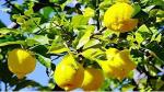 Buy The Entacloo Lemon Plant Gandharaj Lemon Live Fruit Plant Online at ...