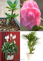Buy Earth Angels Adenium Plant (Hybrid, Pack of 4) Online at Best ...