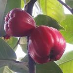 Buy Cloud Farm Hybrid Wax Apple Jamun Plant - 200 mm CF2188 Online at ...