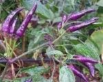 Buy Earth Angels Mirch/Chilli Plant (Hybrid, Pack of 7) Online at Best ...
