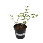 Buy Indian Gardens - Say Green, Stay Grow Green White Mullai Jasmine ...